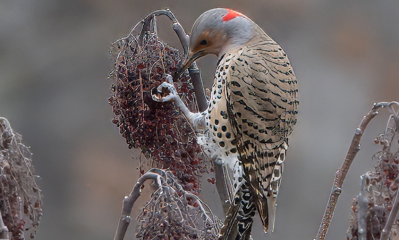 Conserving Carolina photo contest celebrates “Habitat at Home” | The ...