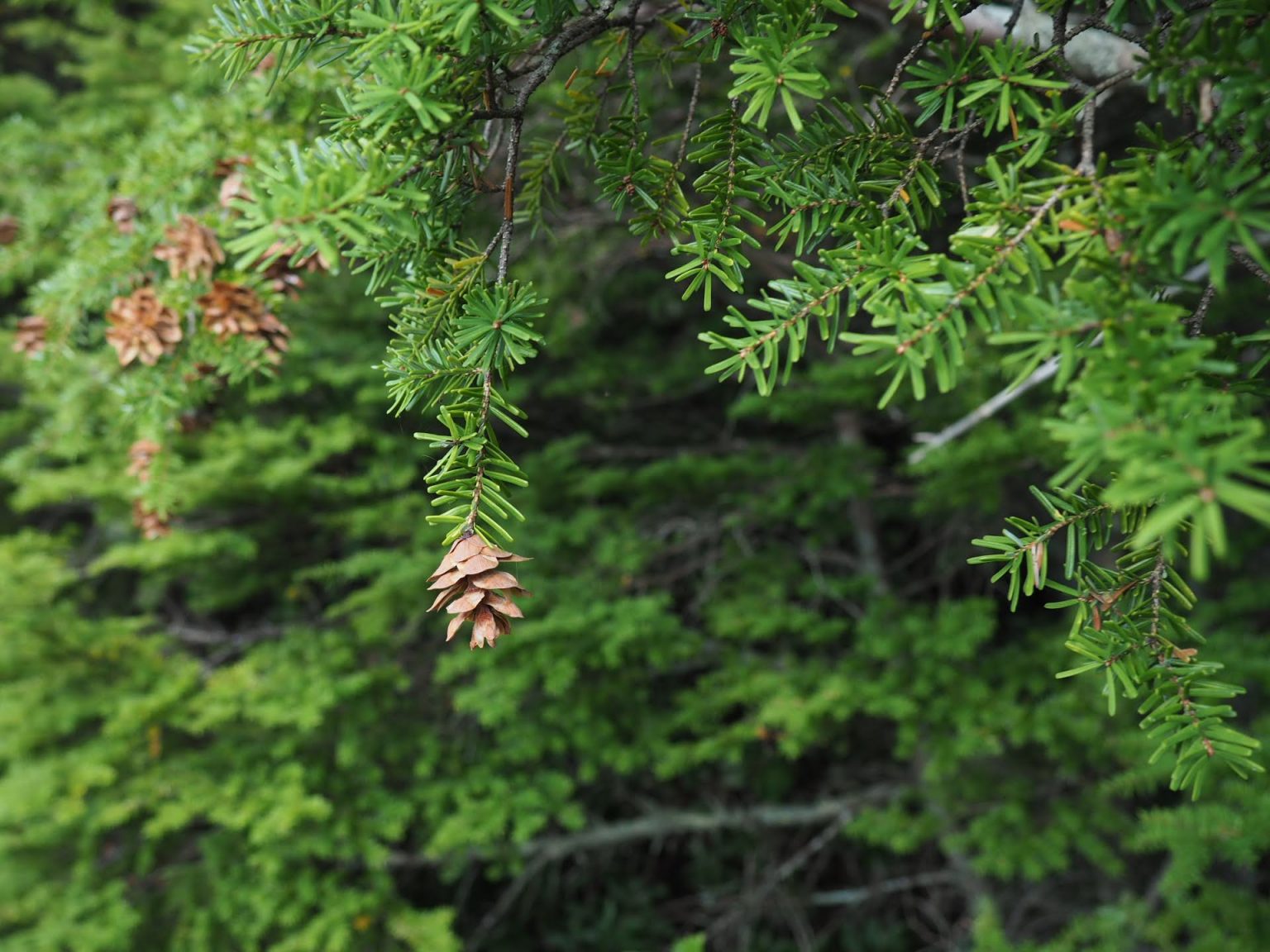 “Renewed Hope for Hemlocks” presentation set for Saluda Library | The ...